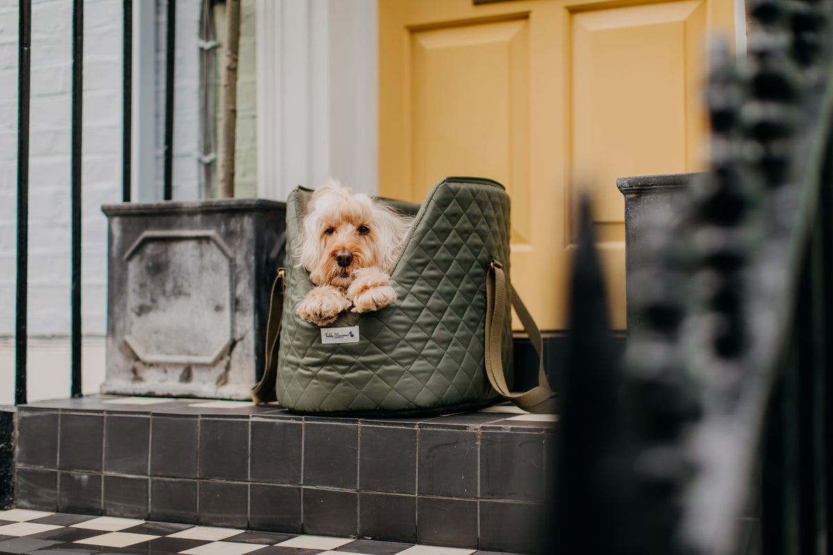 Cockapoo Dog Carriers & Beds | Teddy Maximus