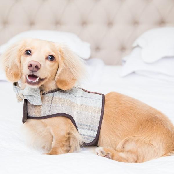 Sand Sheltie Luxury Dog Harness– Teddy Maximus